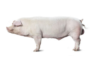 Semingaltar Topigs Norsvin - Svenska Köttföretagen AB