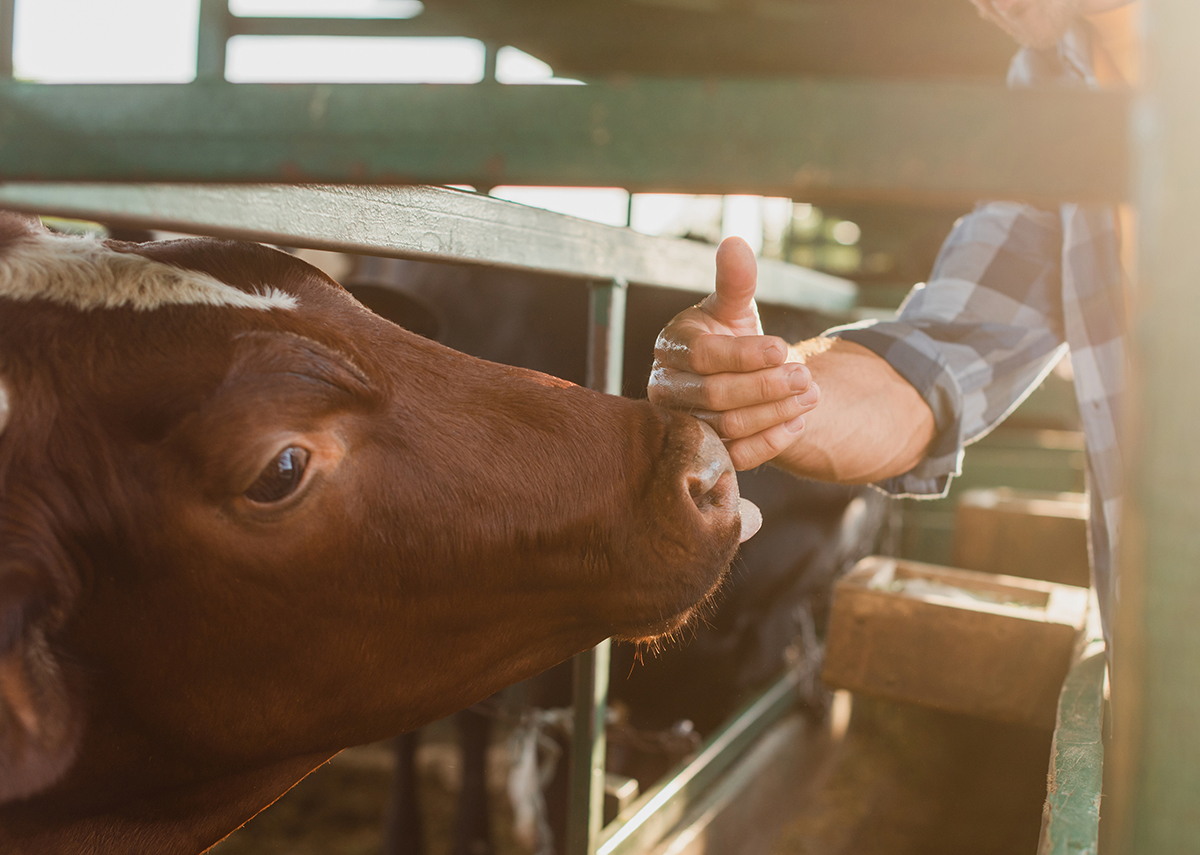 Slakteriernas fyra punkter för god djurvälfärd - Svenska Köttföretagen AB